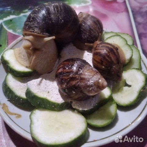 Ахатины фулика с аквариумом