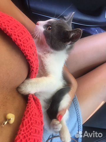 Котенок