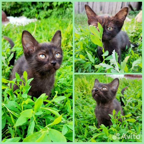 Котёнок девочка ищет семью