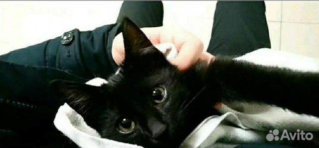 Котенок кошка черная в добрые руки
