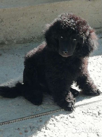 Миниатюра РКФ