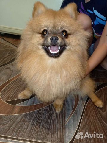 Померанский шпиц вязка