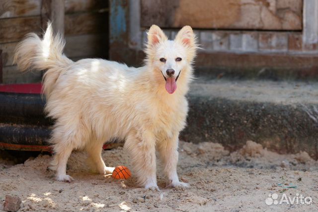 Отдаю собаку Пушистика 7 кг в добрые рука