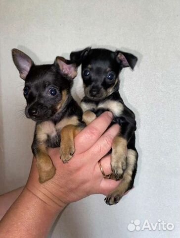 Продам щенков, мини той-терьер. Родились 5 июня. Ц