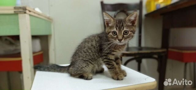 Кошка в дар