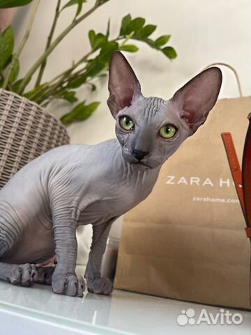Канадский сфинкс котенок комплект
