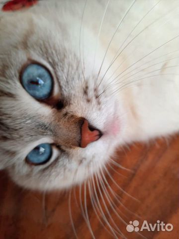 Кот балинезийский