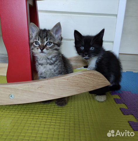 Мелкота-милота - котята 2 мес