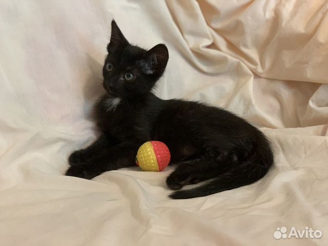 Малыш Митенька примерно 2 месяца в добрые руки