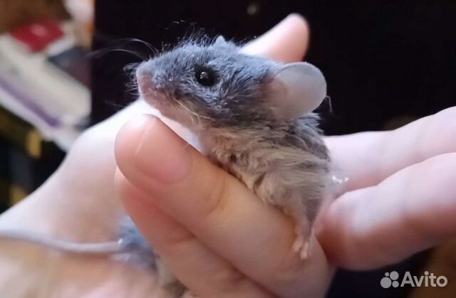 Мышата бесплатно в добрые руки