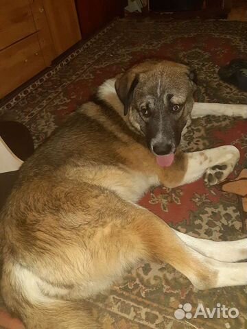 Собака в добрые руки овчарка