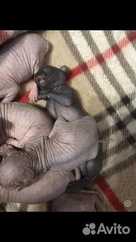 Канадский сфинкс