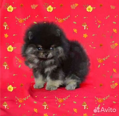 Девочка микро мишка