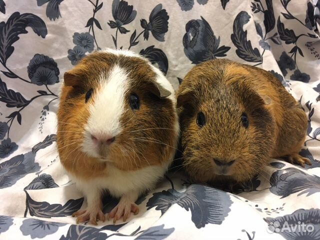 Морские свинки (скинникариеры, девочки)