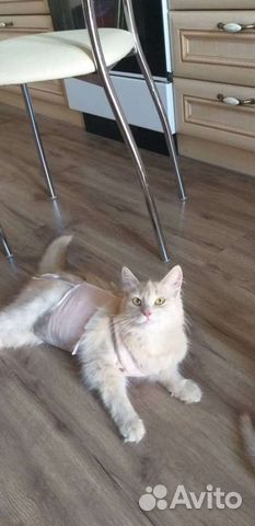 Кошечка в добрые руки