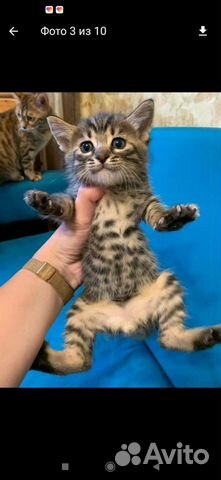 Бенгальские котята