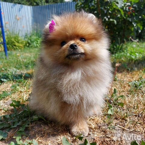 Маленький рыжий мишутка