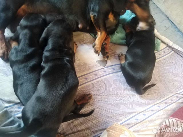 Кроличья такса