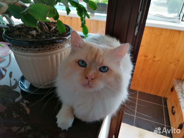 Невский маскарадный кот на вязку