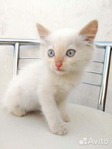 Котёнок Кокос