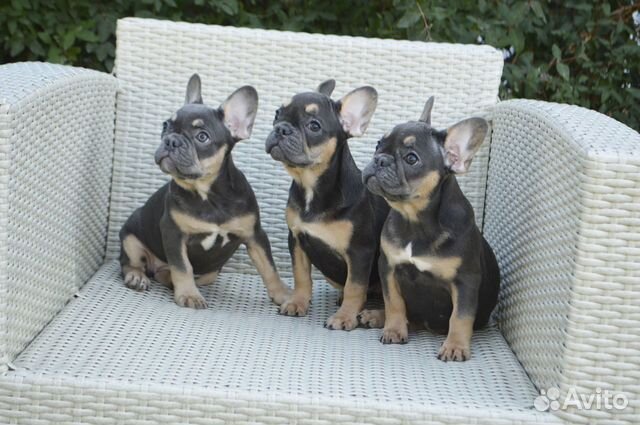 Девочки редкого окраса - Голубой с подпалом