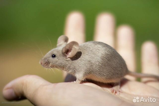 Декоративная мышь, лиловый тан, самочка