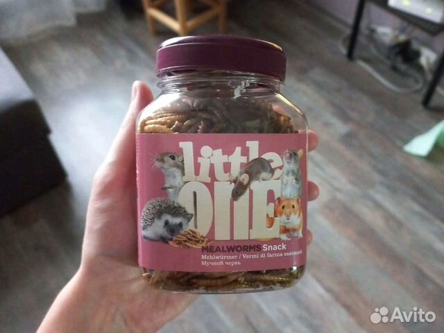 Мучной червь