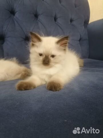 Котята Невской маскарадной