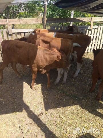 Продажа быков