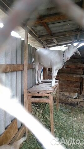 Продаются козочки разных возрастов и 4-х месячные