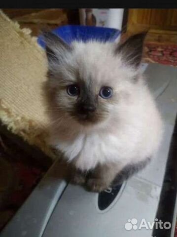 Котенок по имени Гав