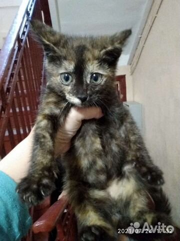 Котенок девочка черепаховая