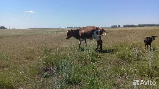 Крупно рогатый скот