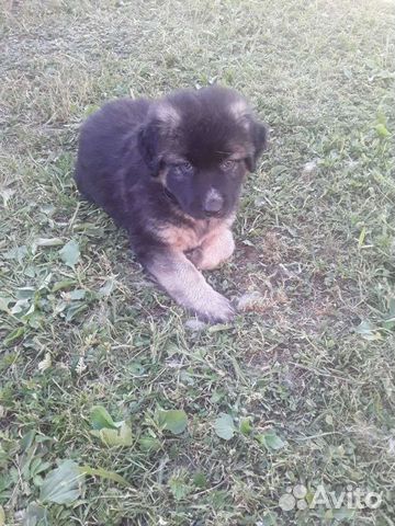 Собаки щенки бесплатно