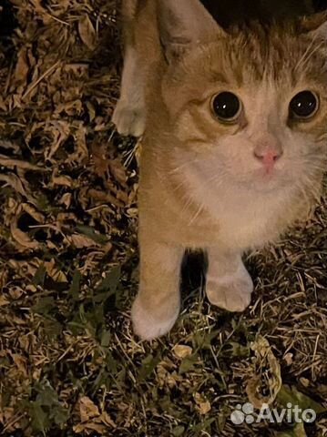 Пристрою котика в добрые руки