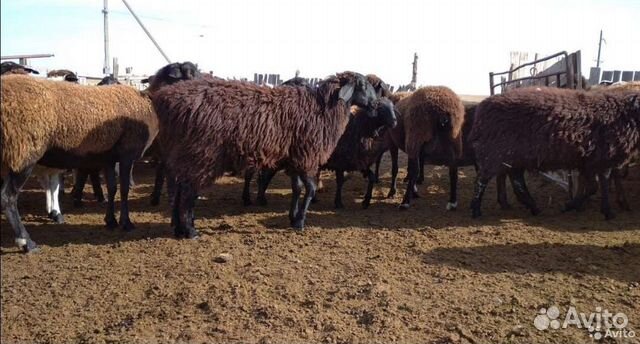 Баранчики ярки на мясо