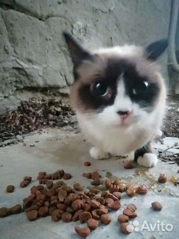 Кошечка породы Сноу-шу