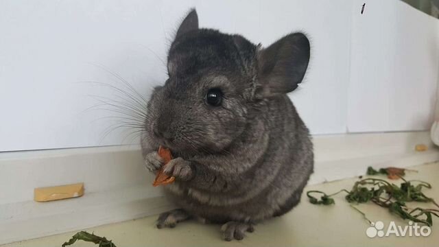 Шиншилла средняя эбони на