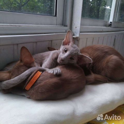 Ориентальная лиловая