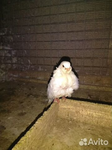 Продажа голубь