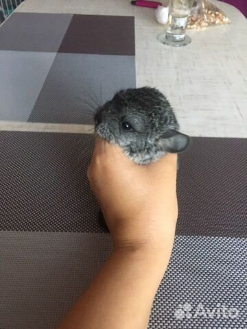 Шиншилла, щенок шиншиллы девочка