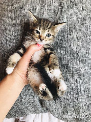 Котенок мальчик