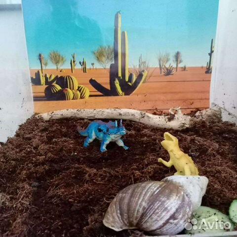 Улитки ахатины бесплатно