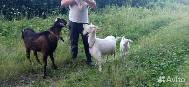 Коза, козел и козлик