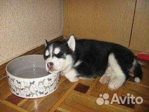 Сибирский хаски