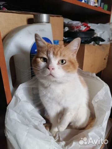 Кот Степан, только в добрые руки
