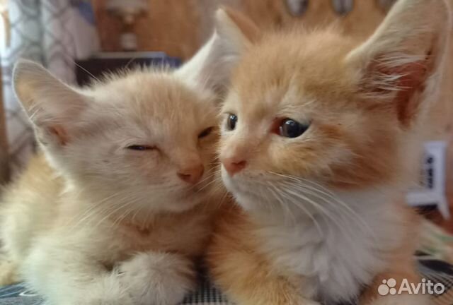 Котята мальчики 1 месяц