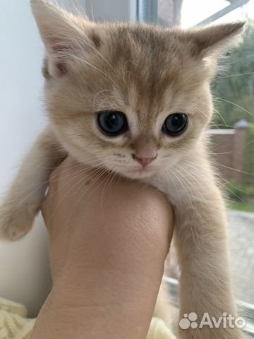Котята золотая шиншилла