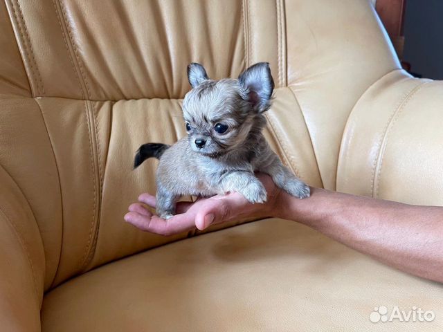 Микро мальчик волчьего окраса