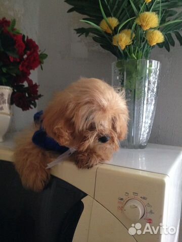 Карманная девочка мальтипу Ф1 март